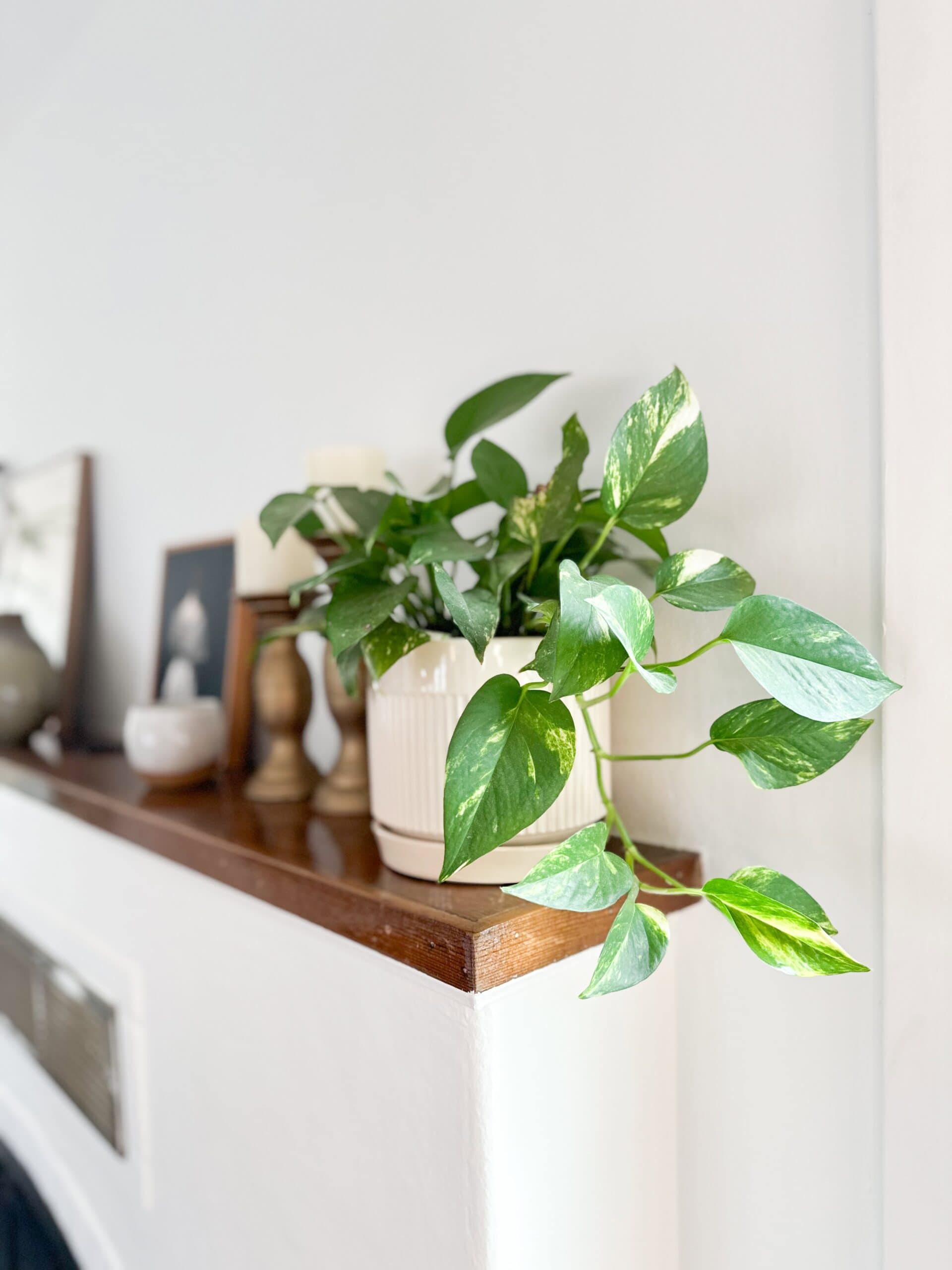 Quick and Easy Steps for Propagating Pothos to Try Right Now - The Home ...